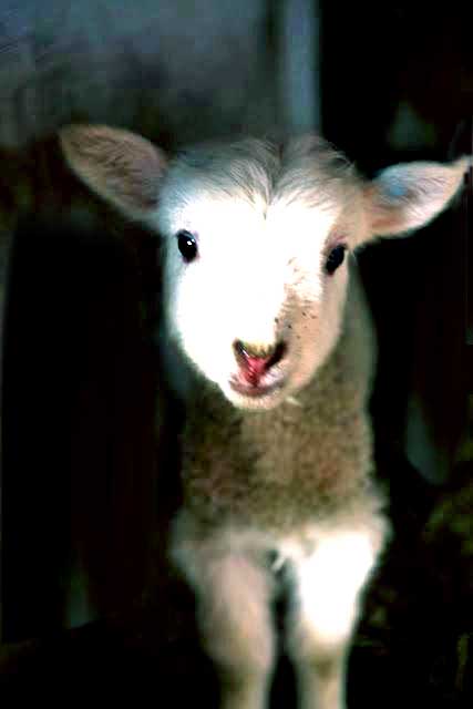 A Boy’s dramatic dream of a wounded lamb - Jesus-glauben.net