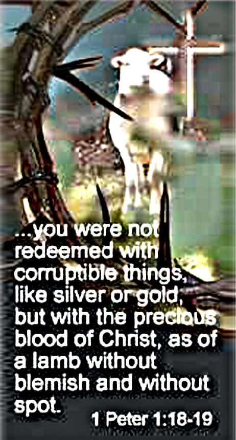 A Boy’s dramatic dream of a wounded lamb - Jesus-glauben.net